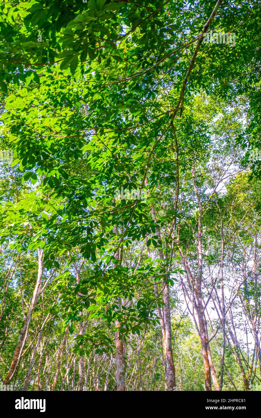 Para rubber tree forest with sun light agricultural industry Stock ...