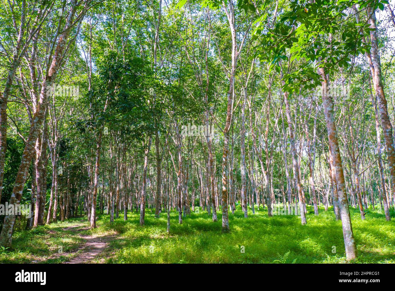 Para rubber tree forest with sun light agricultural industry Stock ...