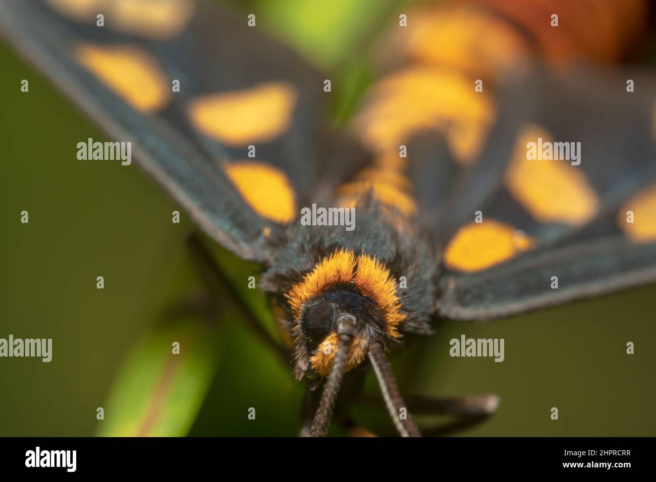 Symmetrical wings of a yellow and black spotted Tiger moth Stock Photo ...