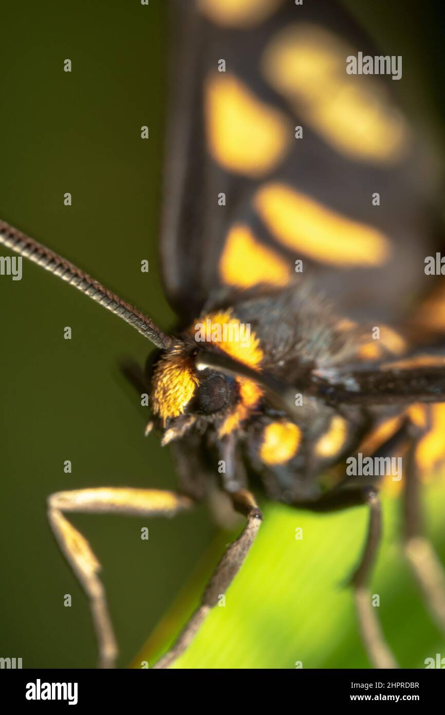 Portrait shot of a Tiger moth/butterfly amata trigonophora moth. Yellow ...