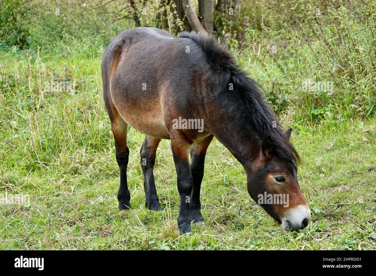Lone pony hi-res stock photography and images - Alamy