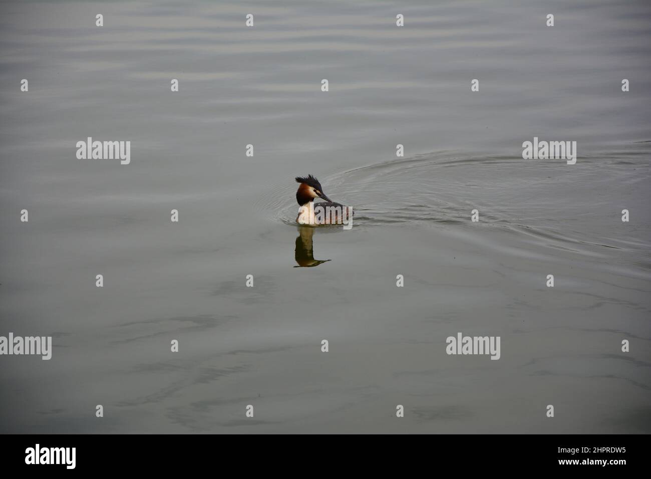 country goose in the lake Stock Photo - Alamy