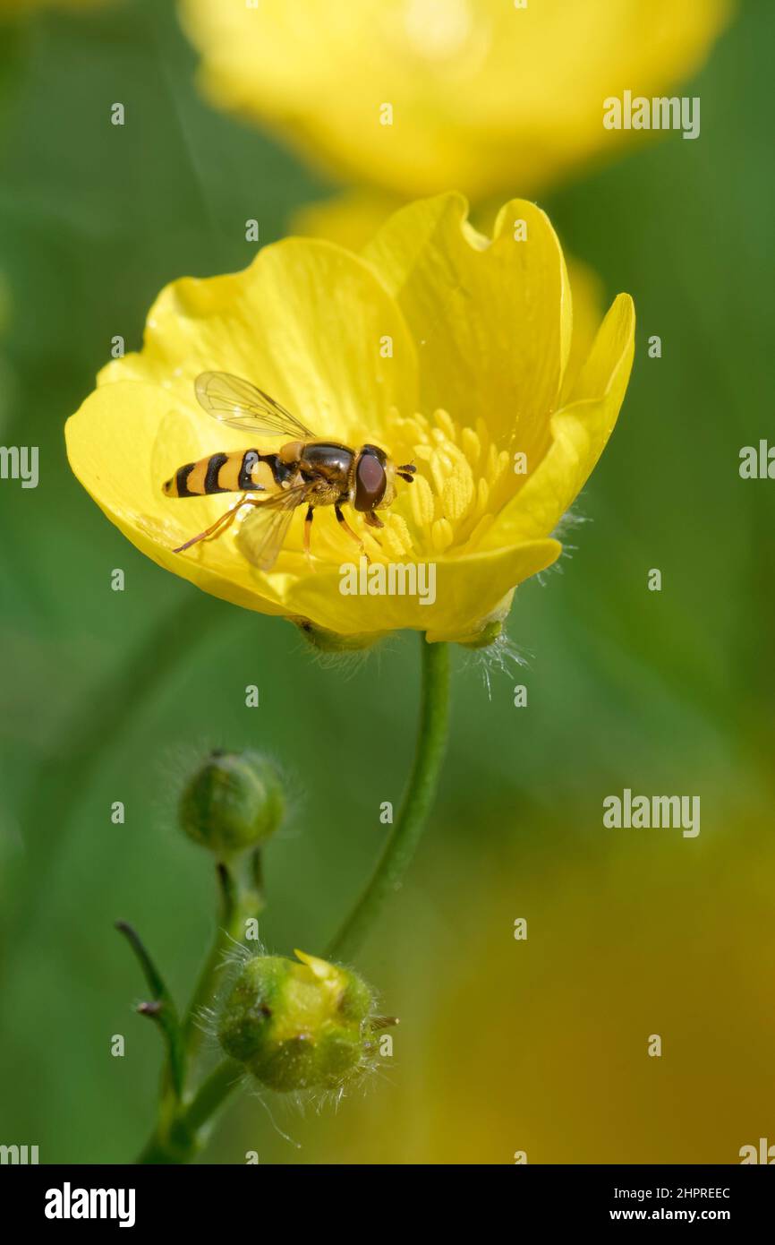 Eupeodes latifasciatus hi-res stock photography and images - Alamy