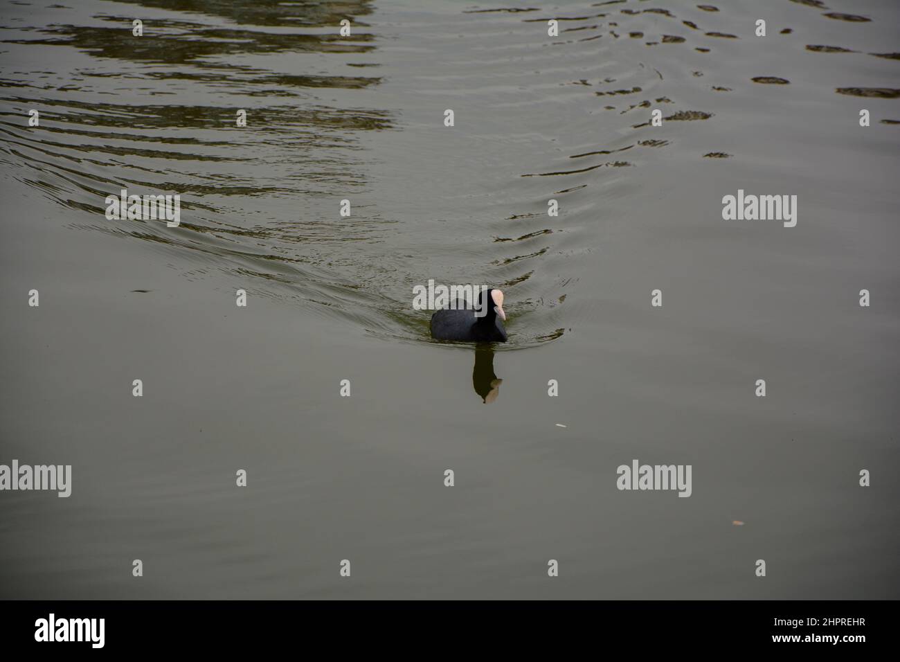 country goose in the lake Stock Photo - Alamy