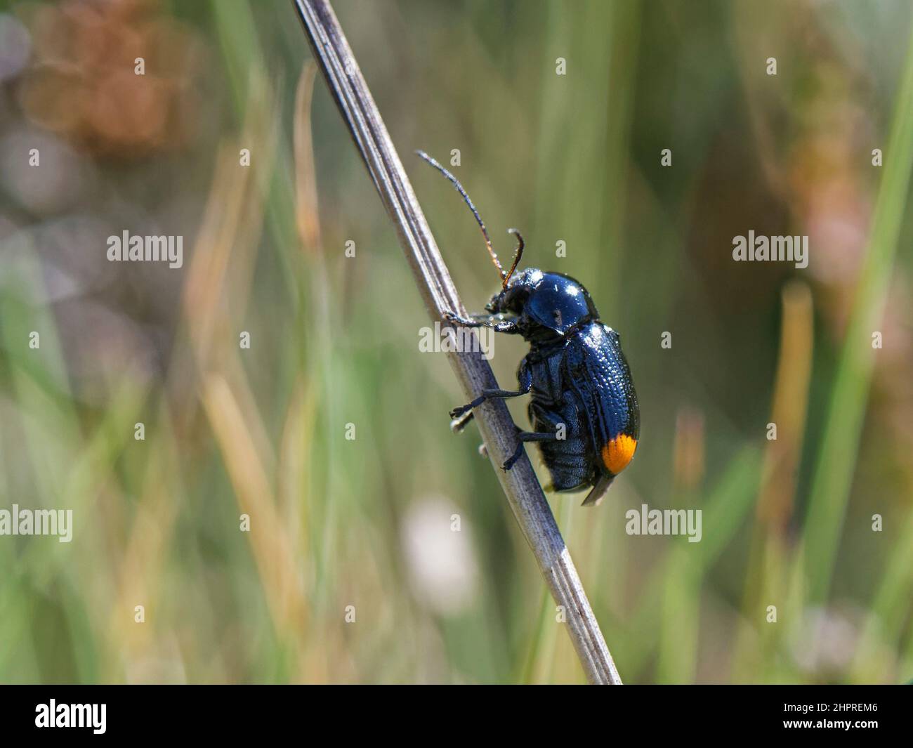 Pot beetle (Cryptocephalus biguttatus), a very rare beetle in the UK ...