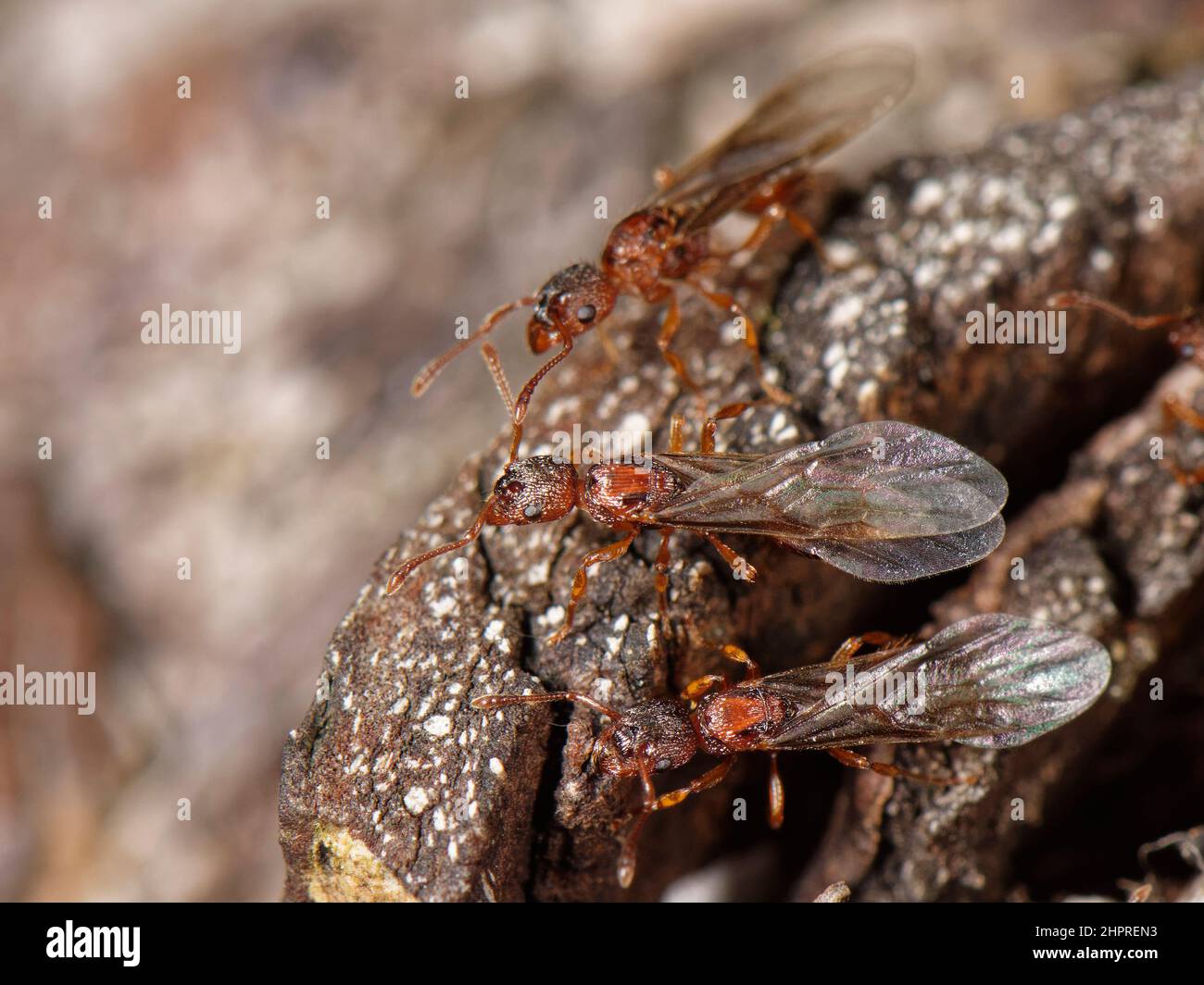 The queens of ants hi-res stock photography and images - Alamy