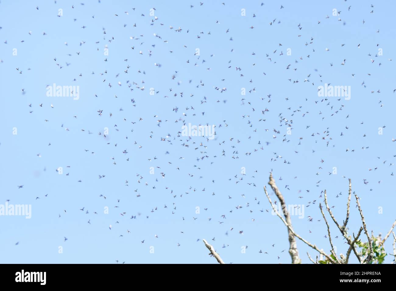 Flying ants hi-res stock photography and images - Alamy