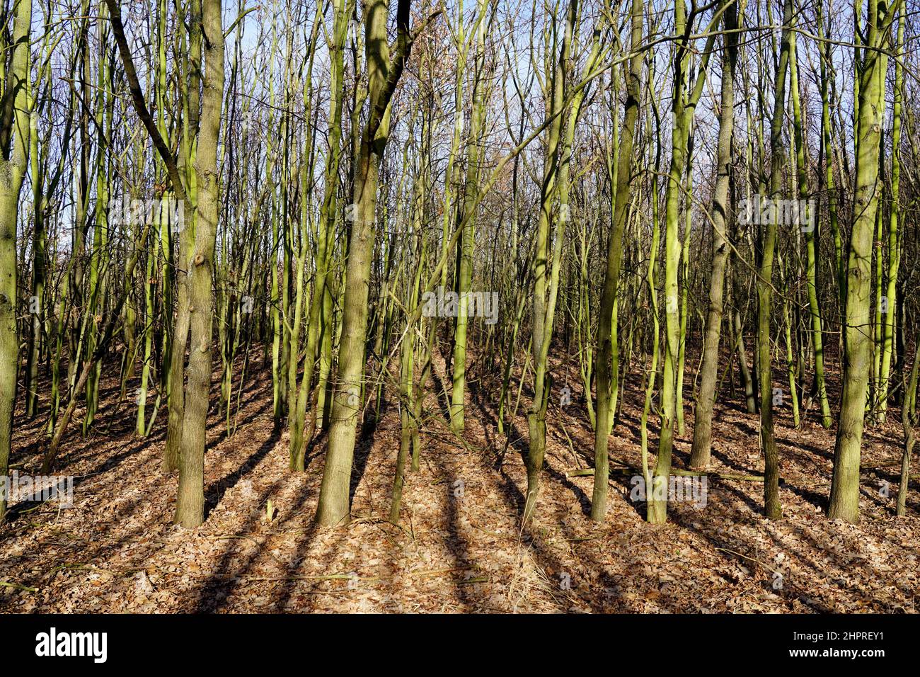 Young Forest in the Mining Landscape Stock Photo - Alamy