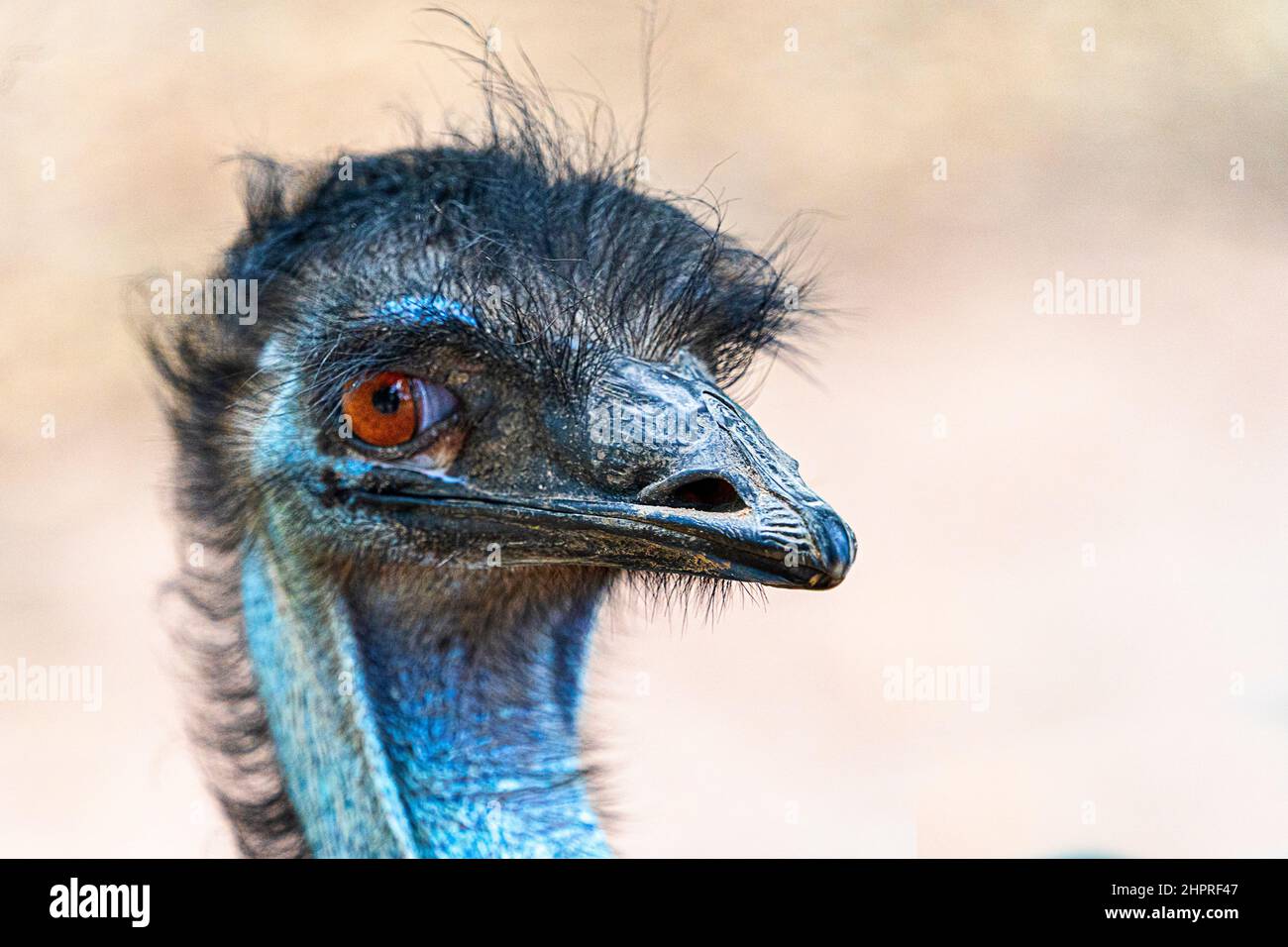 Headshot of Emu (Dromaius novaehollandiae). Queensland, Australia Stock ...