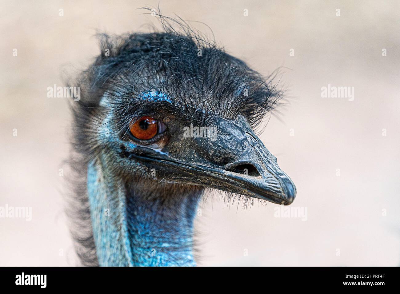 Old man emu hi-res stock photography and images - Alamy