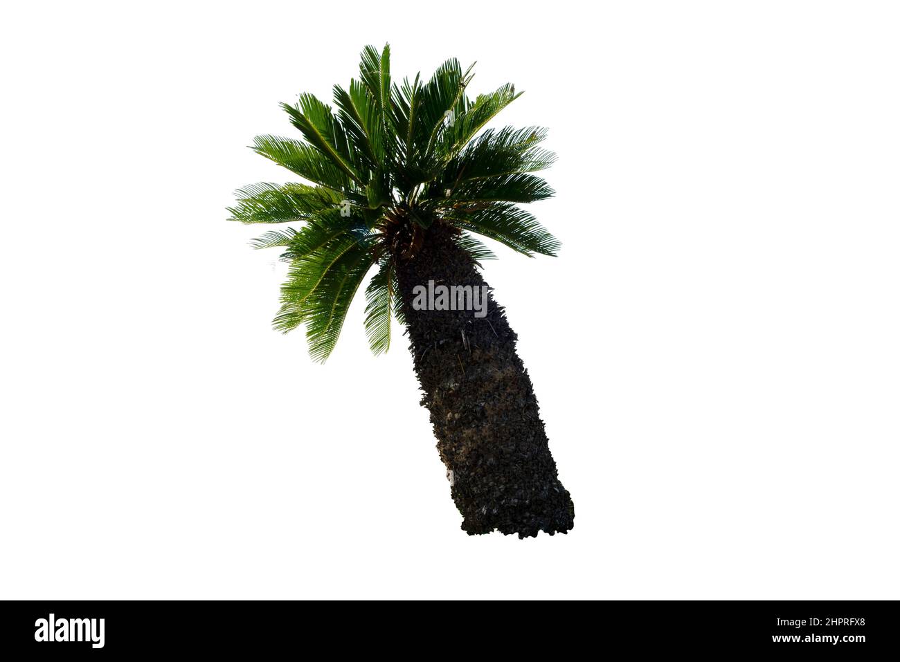 Beautiful palm tree isolated on the white background. for use in ...