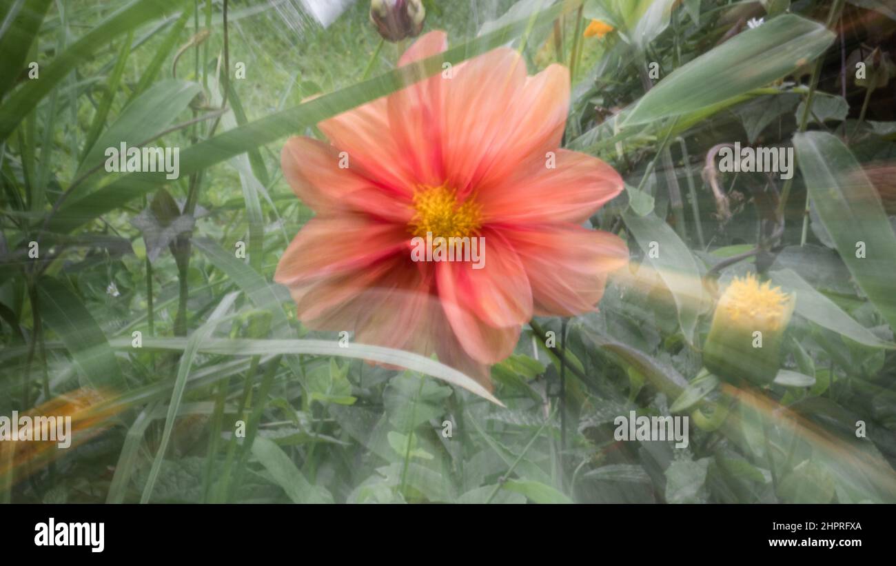 The power of the flower to attract Stock Photo - Alamy
