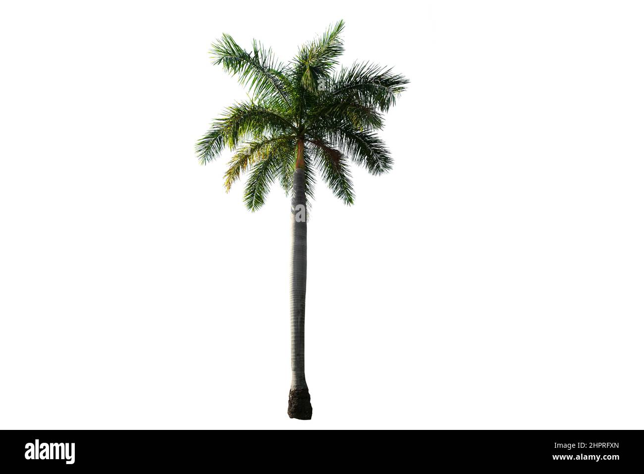 Beautiful palm tree isolated on the white background. for use in ...