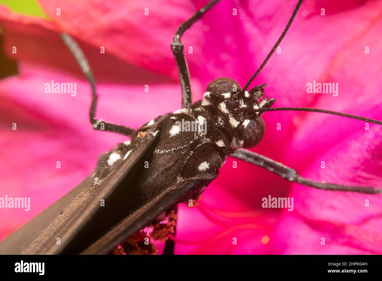 Top down shot of a Common crow butterfly Stock Photo - Alamy