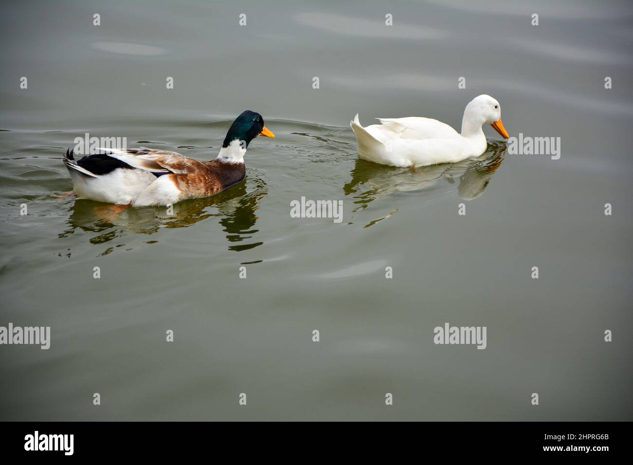 country goose in the lake Stock Photo - Alamy