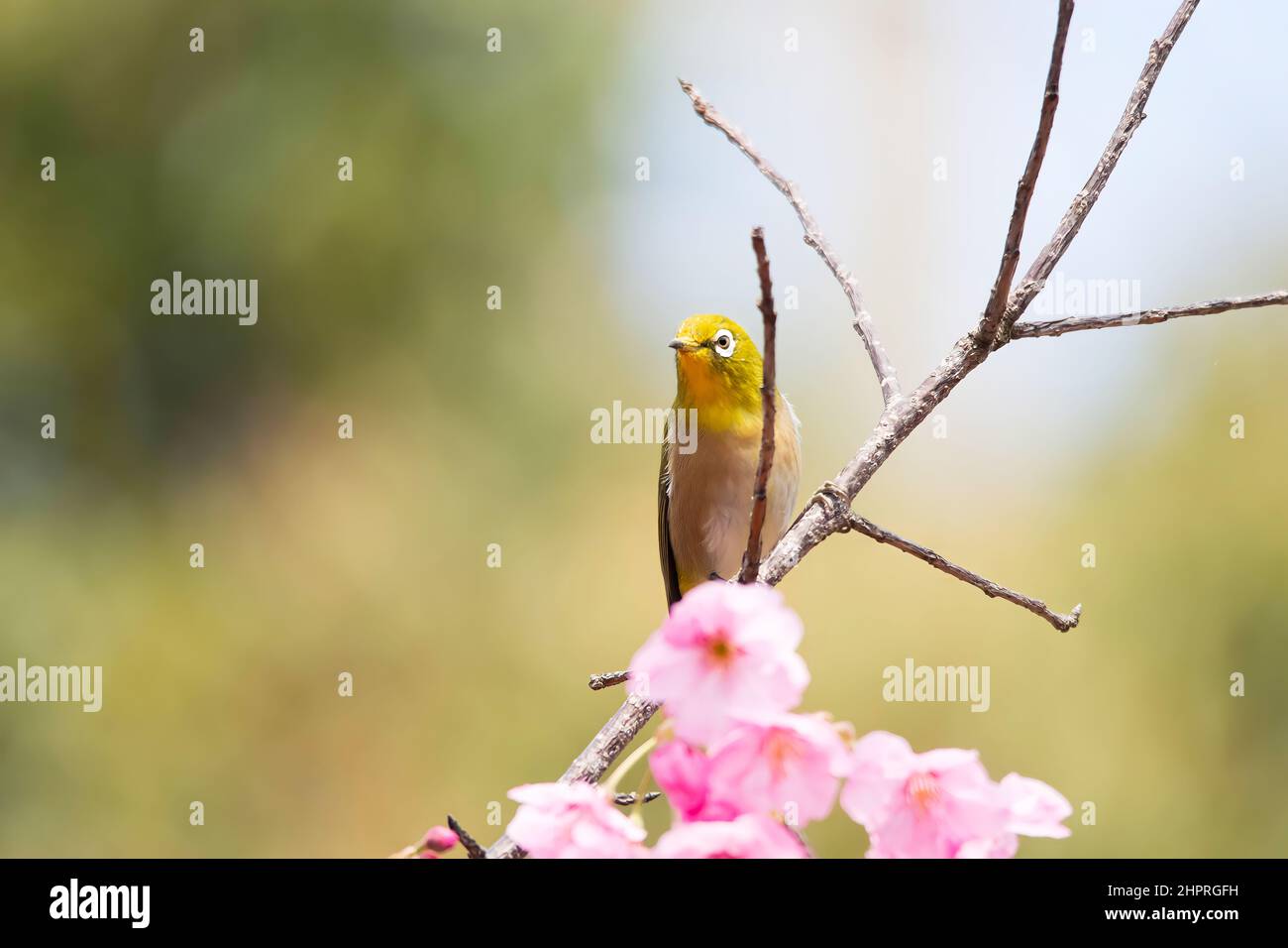 Warbling white-eye also known as Japanese white-eye bird resting on ...