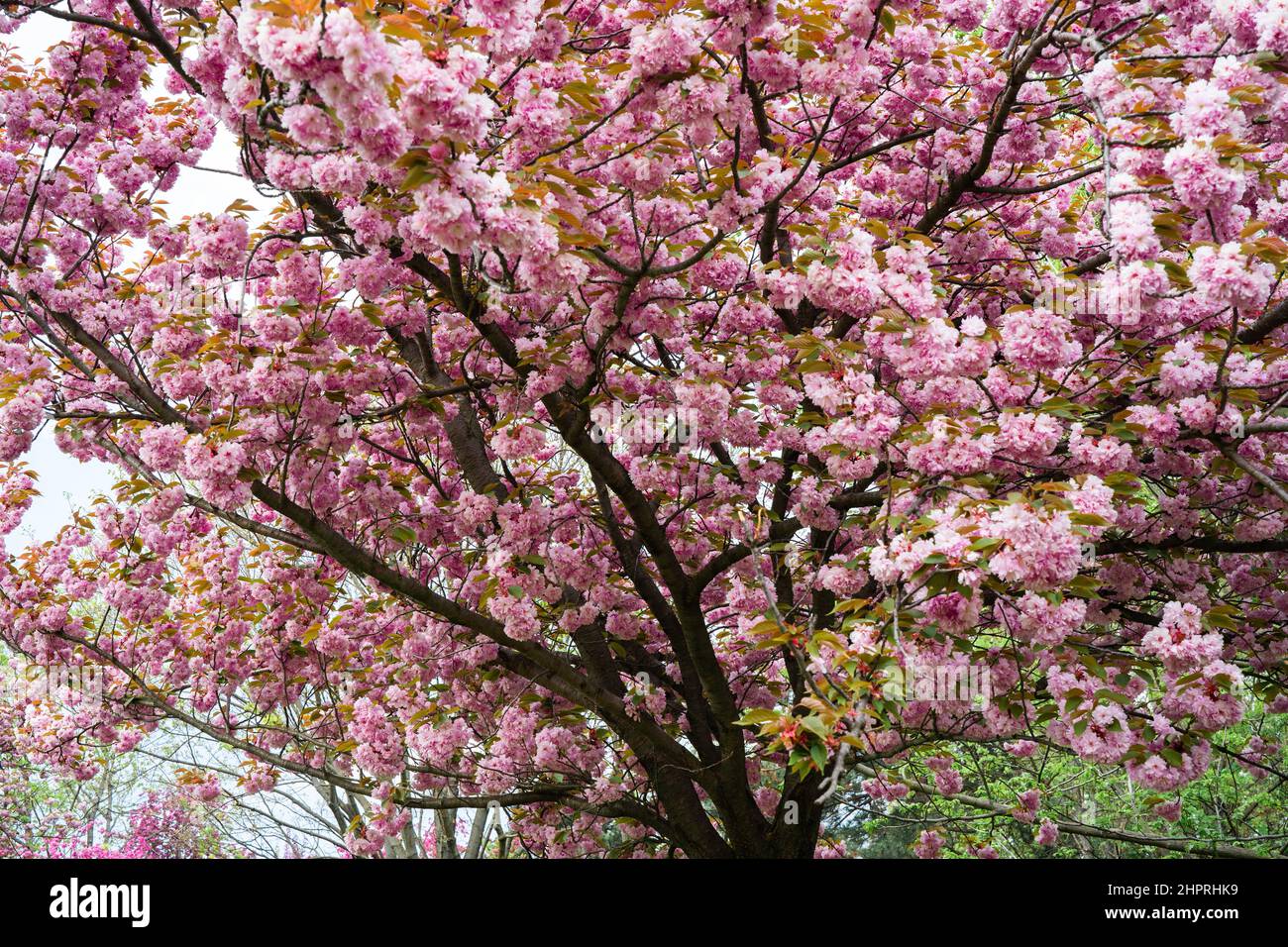 Beautiful Sakura flowers during spring season in the park. Floral ...