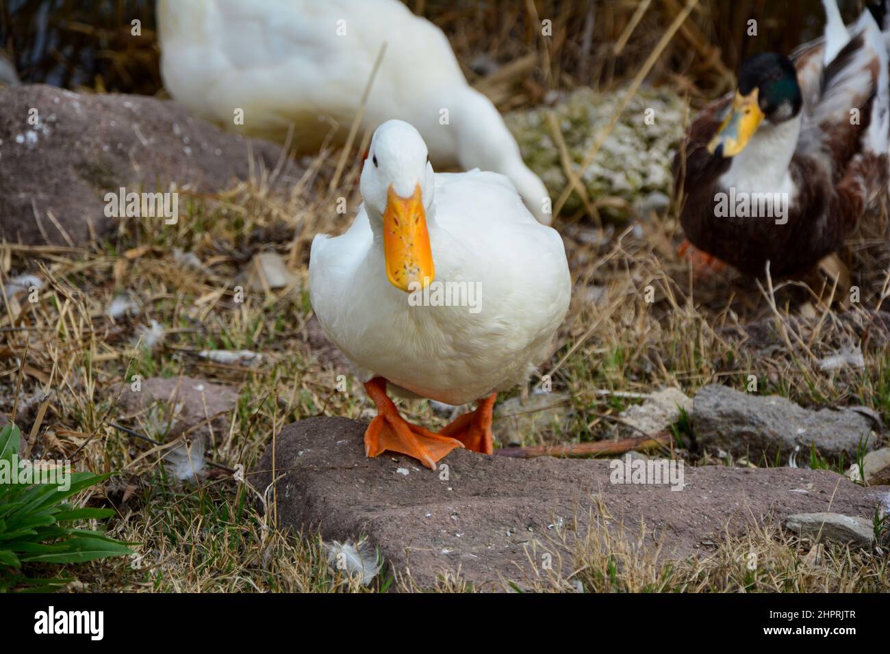 country goose on the beach Stock Photo - Alamy