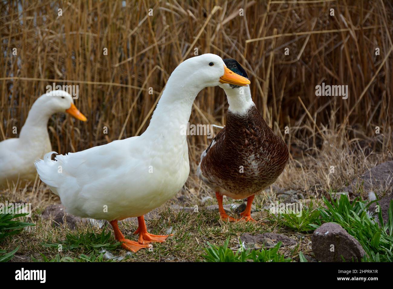 country goose on the beach Stock Photo - Alamy