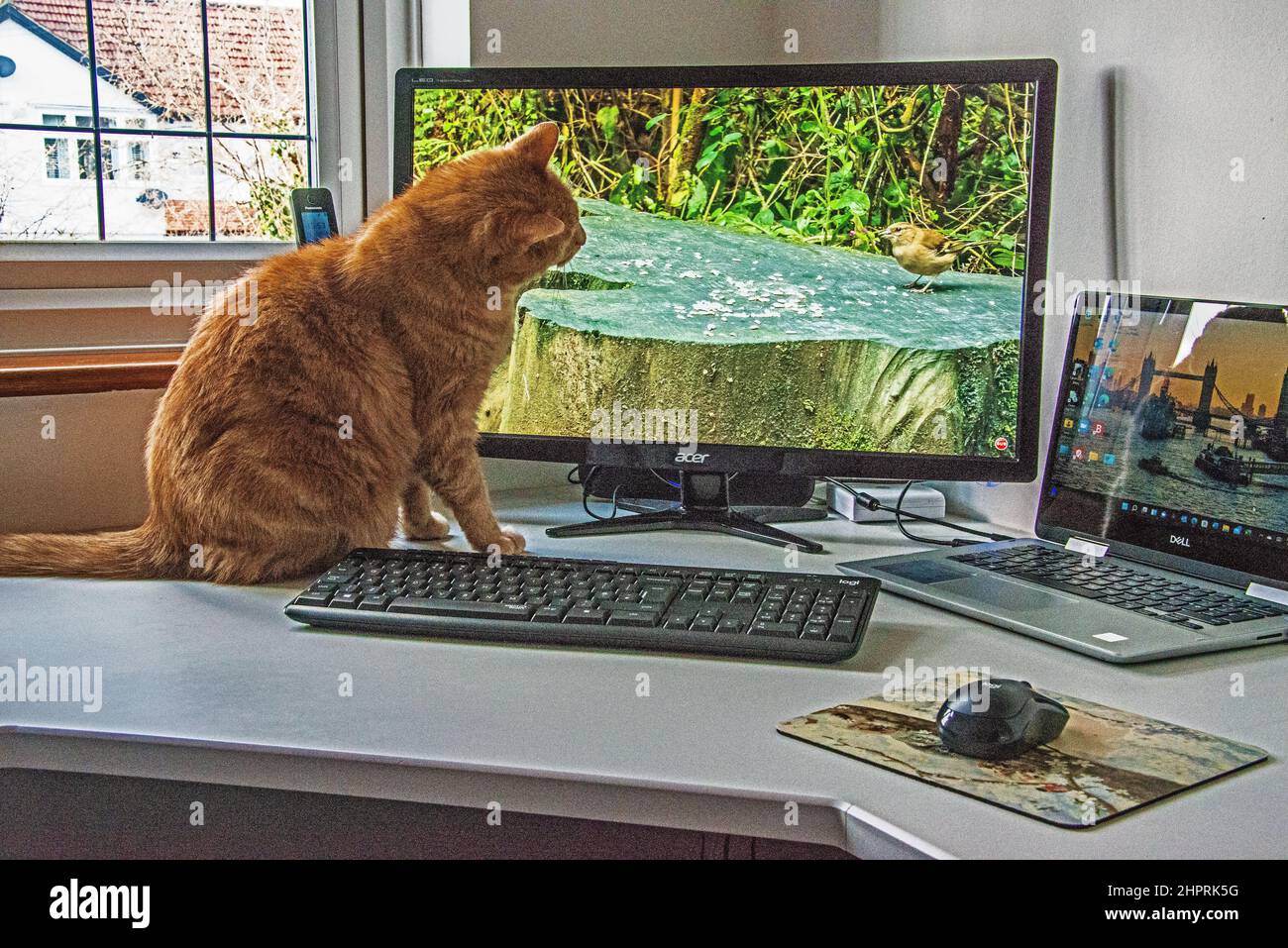 Cat watching bird on Cat Tv Stock Photo - Alamy