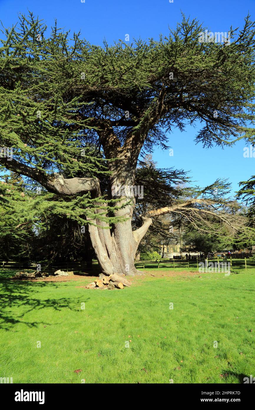 Cedar of Lebanon believed to be one of the oldest in the country in ...
