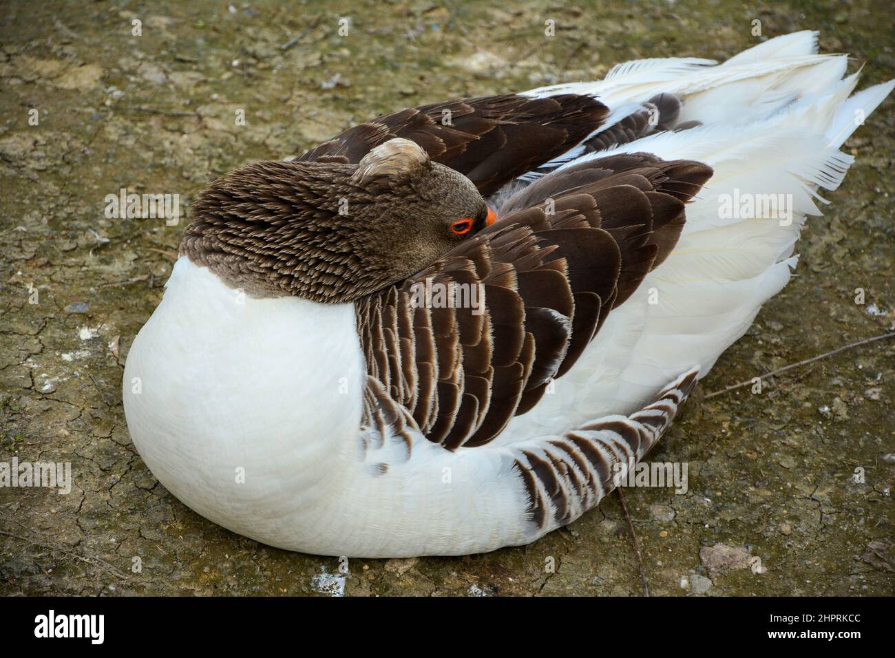 country goose on the beach Stock Photo - Alamy