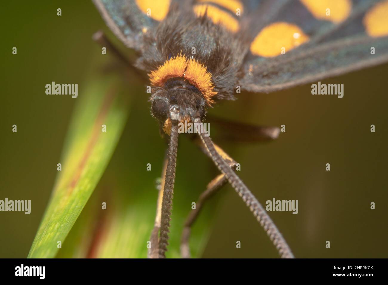 Tiger moth/butterfly amata trigonophora patterned antennas Stock Photo ...