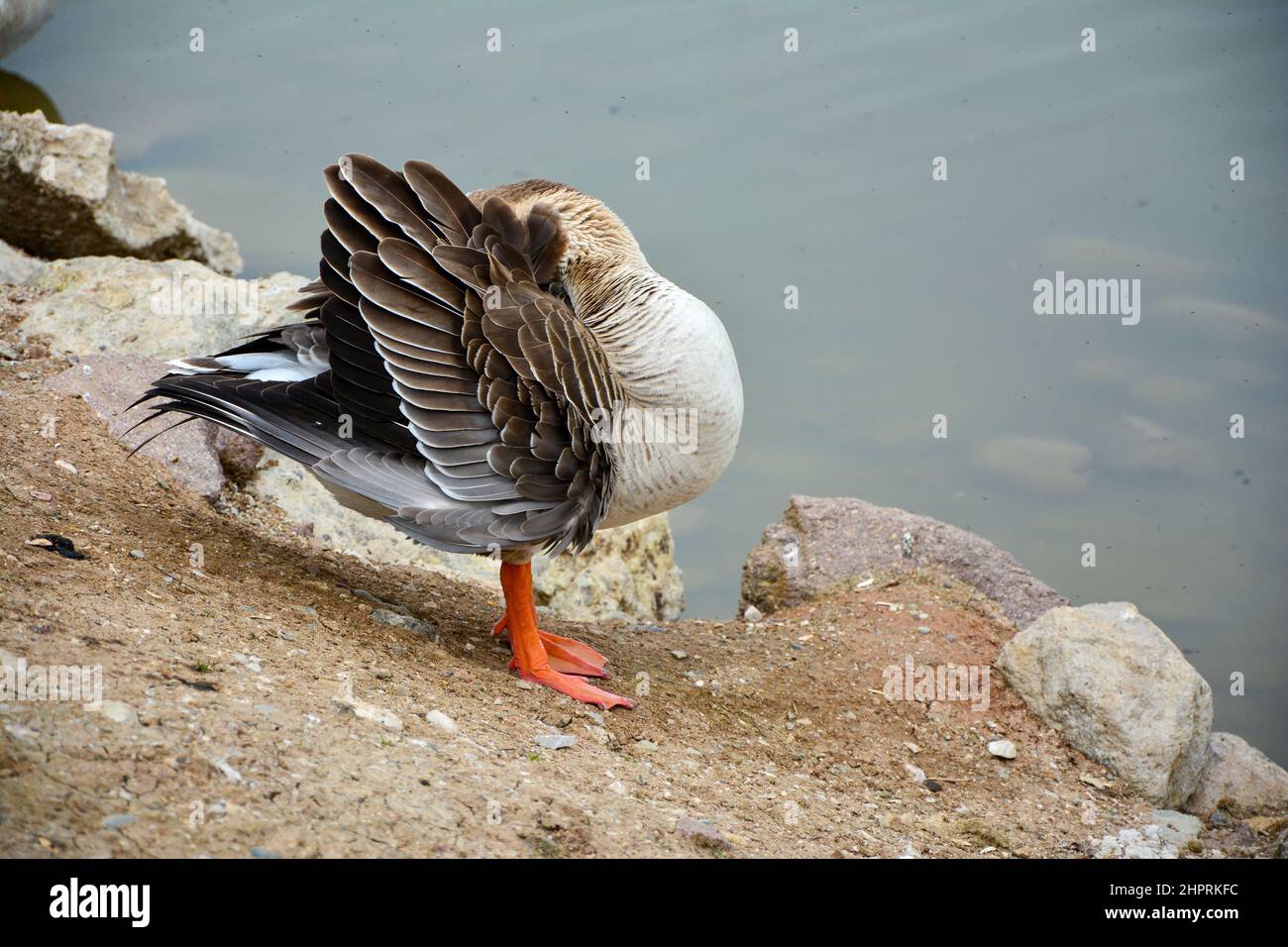 country goose on the beach Stock Photo - Alamy