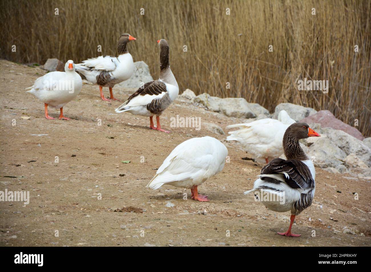 Country goose hi-res stock photography and images - Alamy