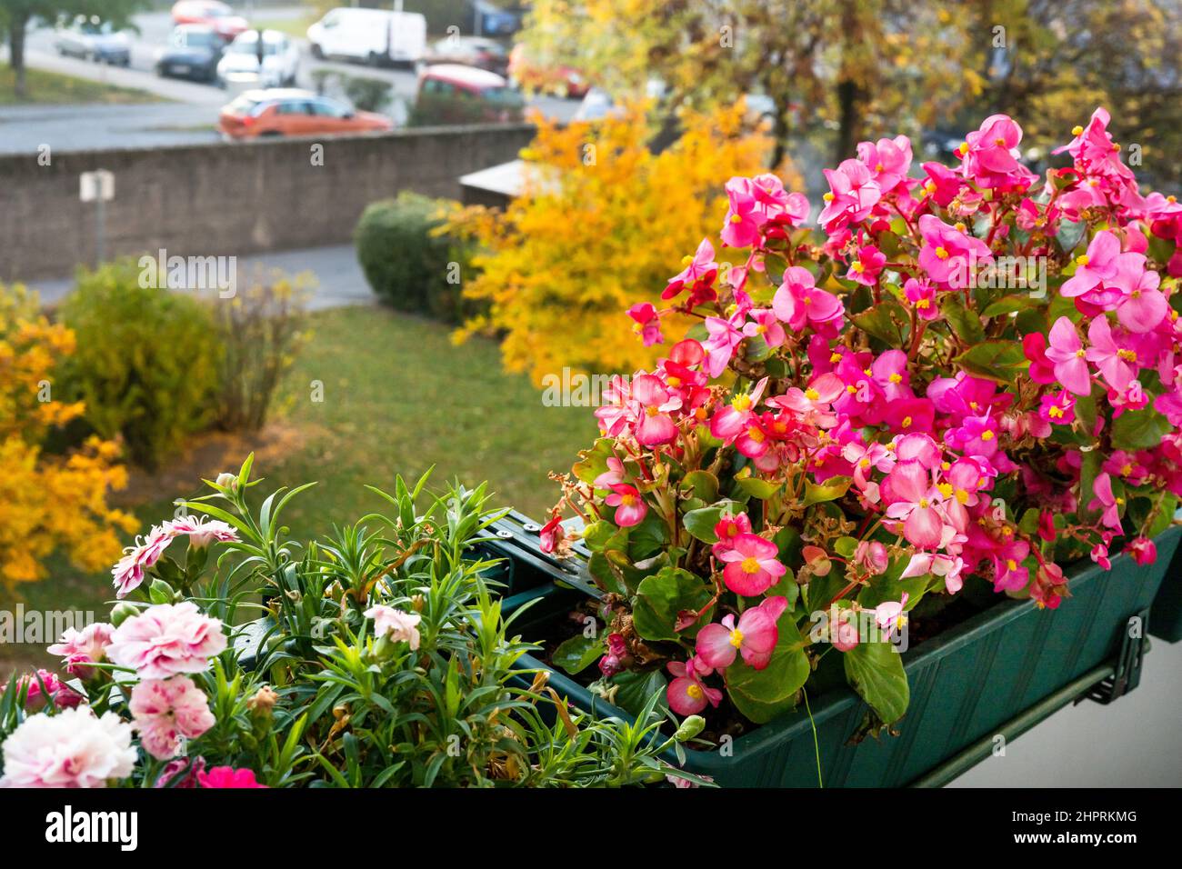 Pink flowers on the balcony and orange tree in the garden in Autumn ...