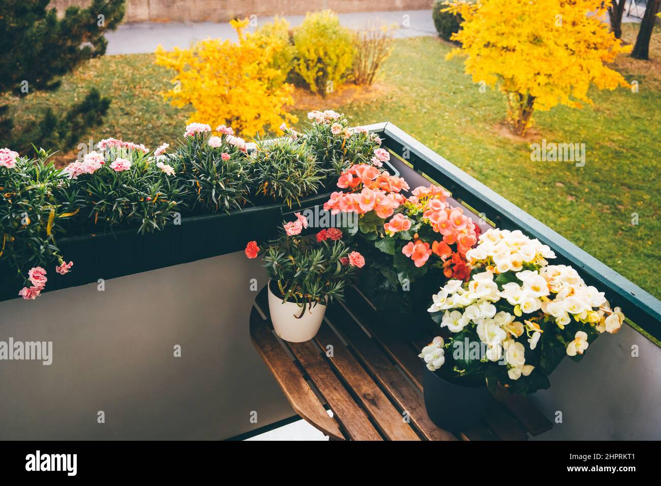 Top view of flowers on the balcony. Golden trees at the background ...