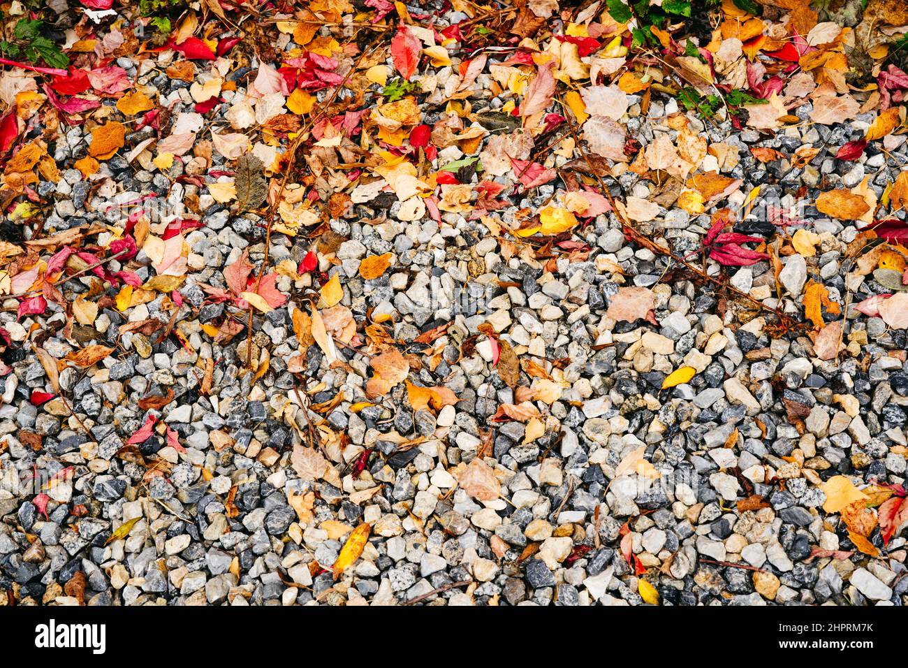Autumn beautiful natural background of pebble with autumn leaves. Top view Stock Photo - Alamy