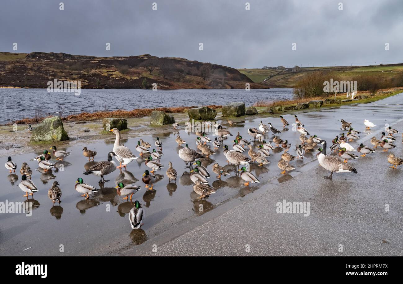 Ducks and geese, congregating together next to a resevoir on a wet ...