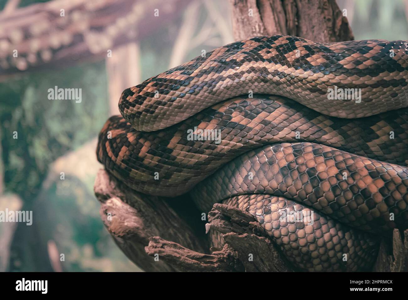 Snake curves hi-res stock photography and images - Alamy