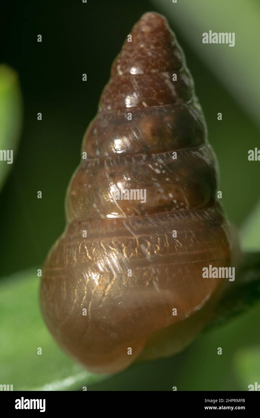 Natural aesthetic shell of a snail Stock Photo - Alamy