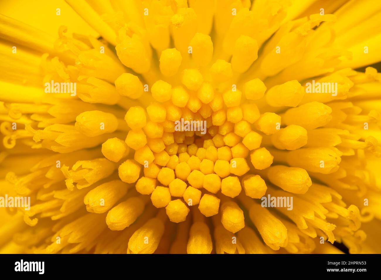 The eye of a yellow daisy flower Stock Photo - Alamy