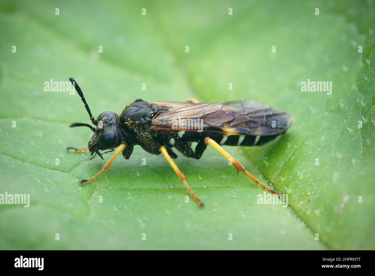 Closeup on black and white striped plant parasite sawfly, Tenthredo ...