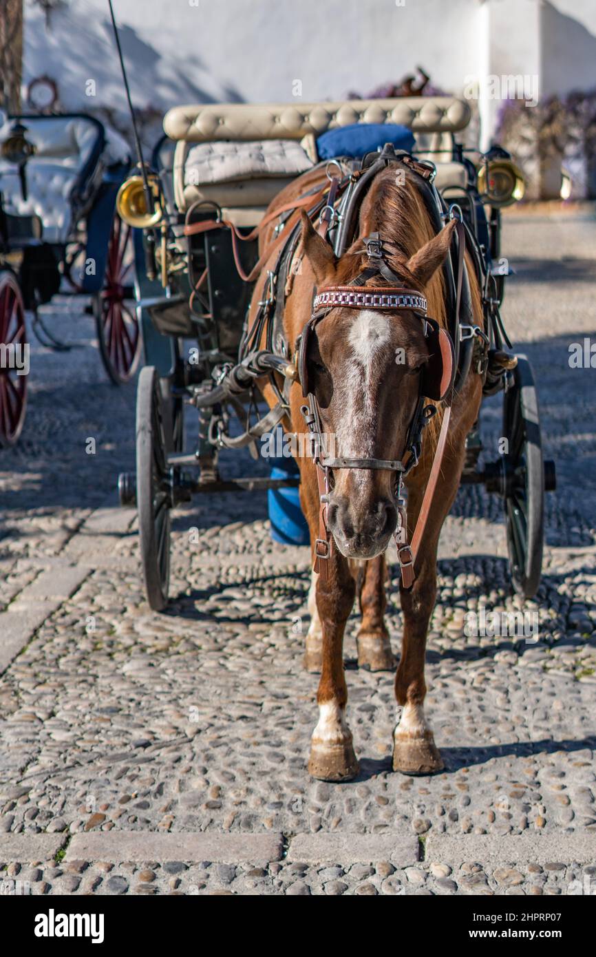 horse-drawn carriage for sightseeing tours Stock Photo - Alamy