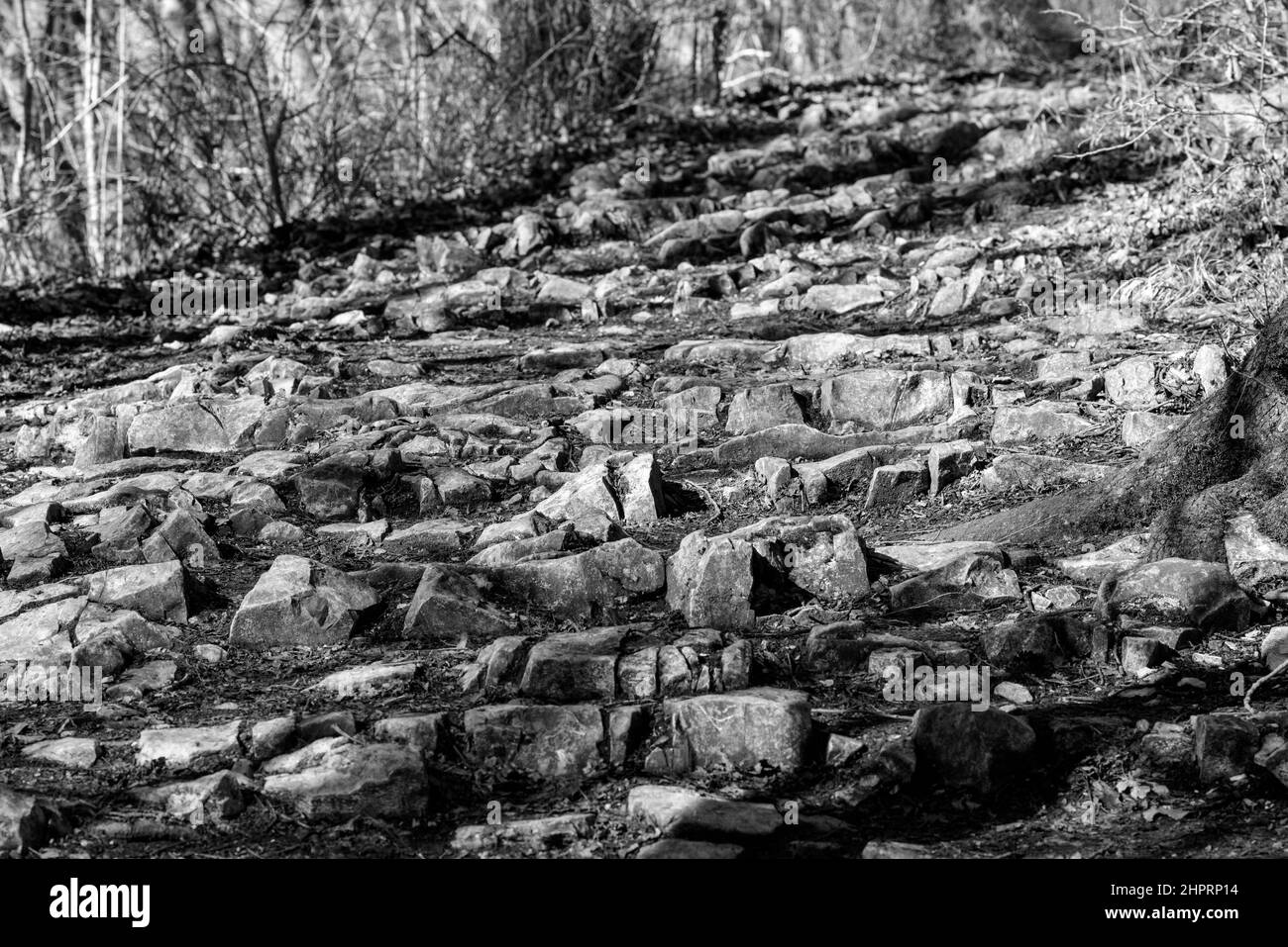 From park forest Black and White Stock Photos & Images - Alamy