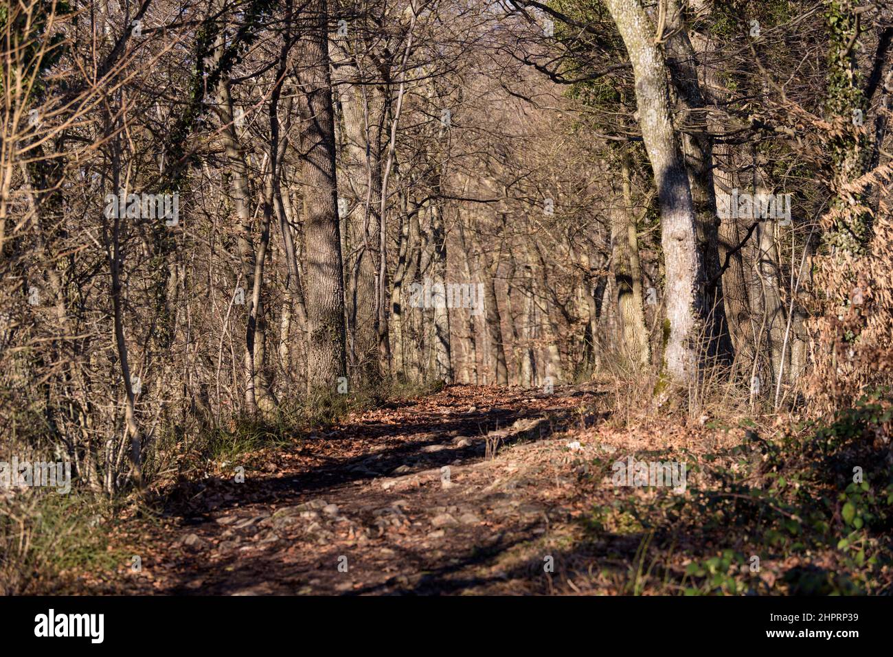 German forest path with stony ground with foliage and trees Stock Photo ...