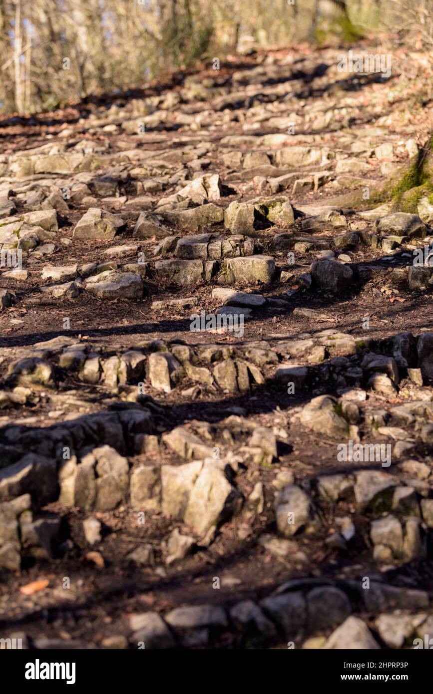Natural stairs from stones on a german forest path Stock Photo - Alamy