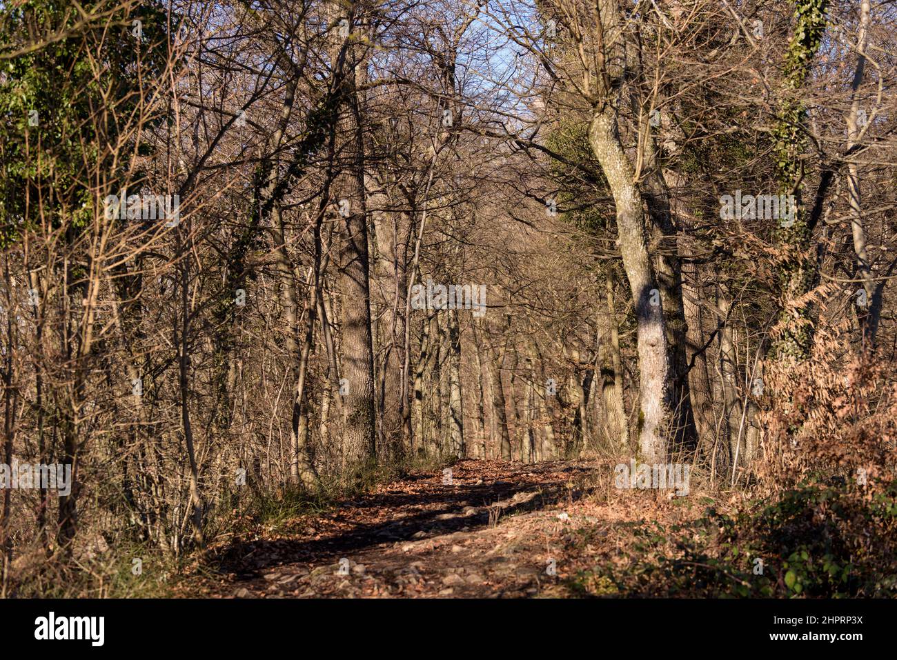 German forest path with stony ground under blue sky Stock Photo - Alamy