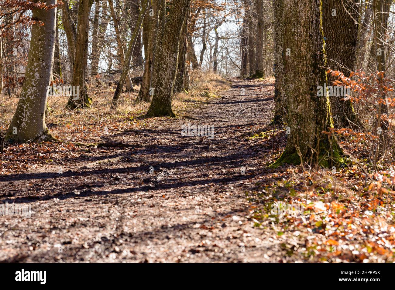 Muddy forest path in autumn sunshine Stock Photo - Alamy