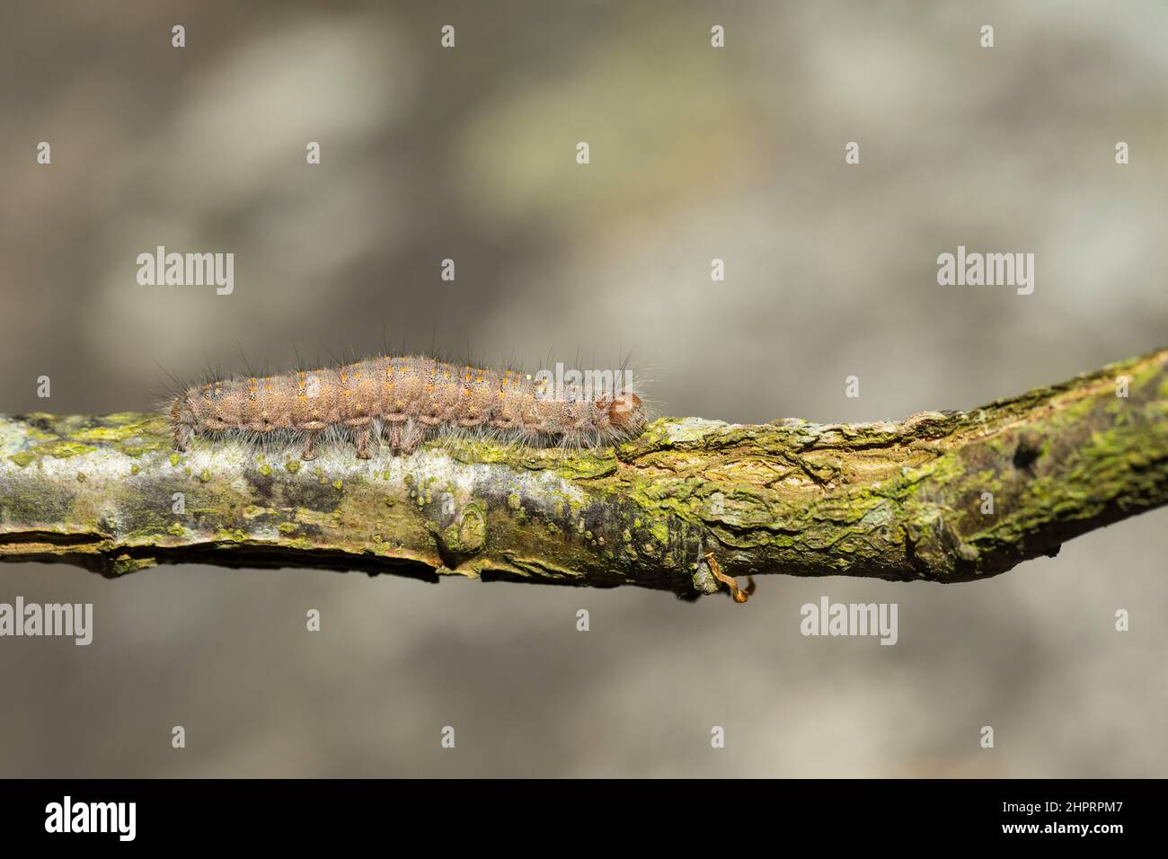 December moth caterpillar (Poecilocampa populi Stock Photo - Alamy
