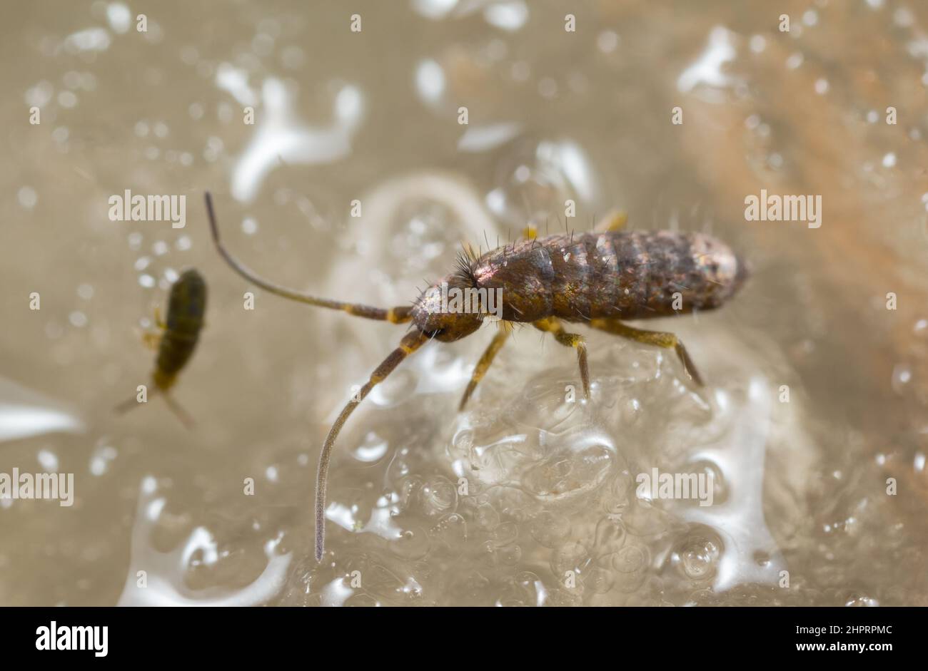 Pogonognathellus flavescens hi-res stock photography and images - Alamy