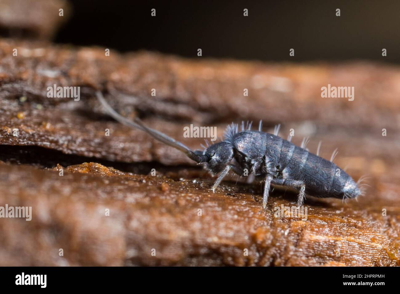 Pogonognathellus flavescens hi-res stock photography and images - Alamy