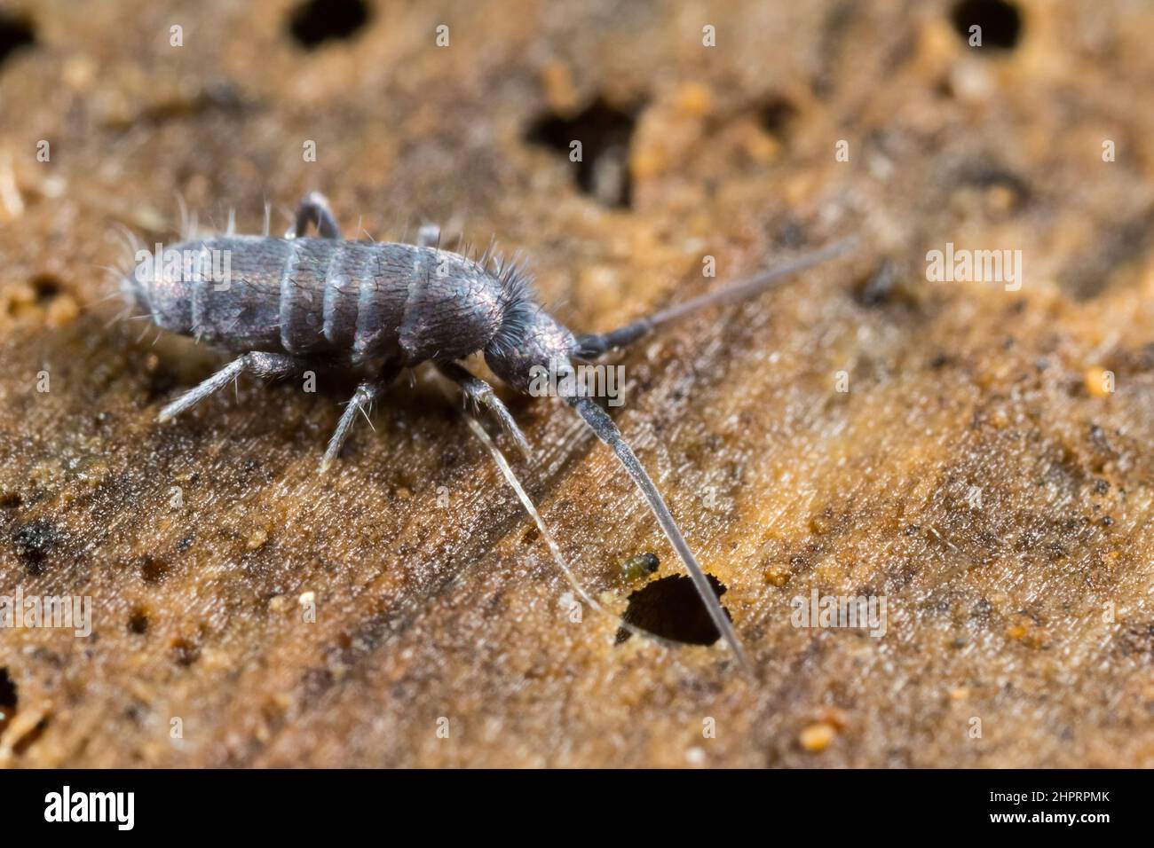 Pogonognathellus flavescens hi-res stock photography and images - Alamy