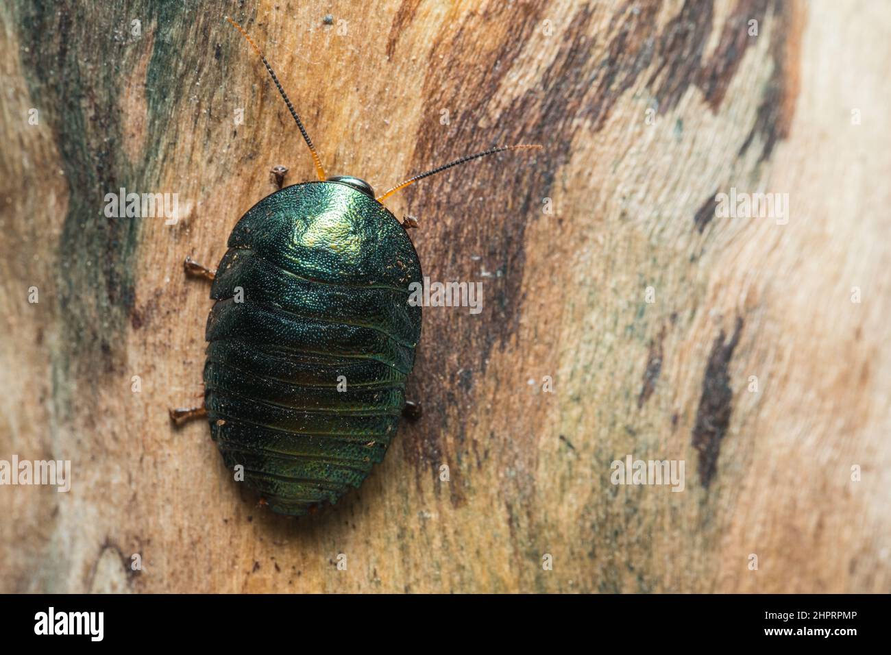 Emerald green cockroach (Pseudoglomeris magnifica Stock Photo - Alamy