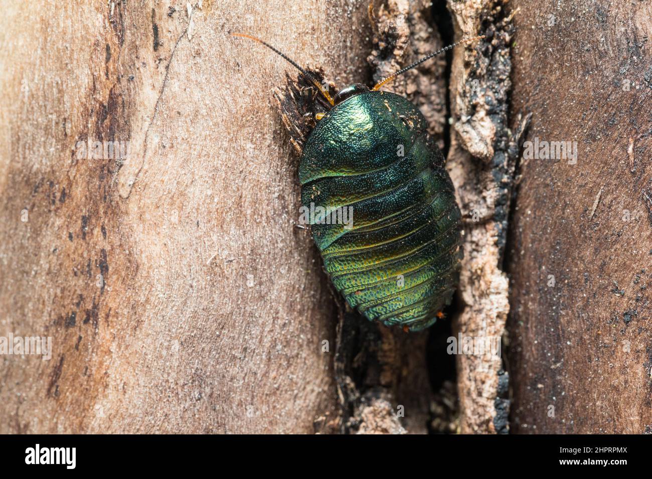 Emerald green cockroach (Pseudoglomeris magnifica Stock Photo - Alamy