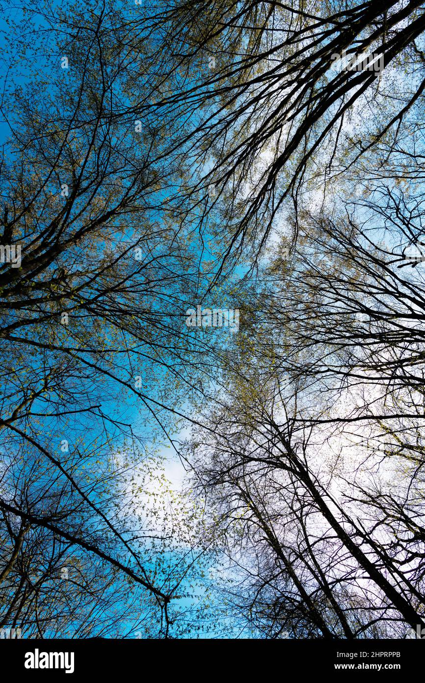 Deciduous treetops in spring forest against sunny sky upward view ...